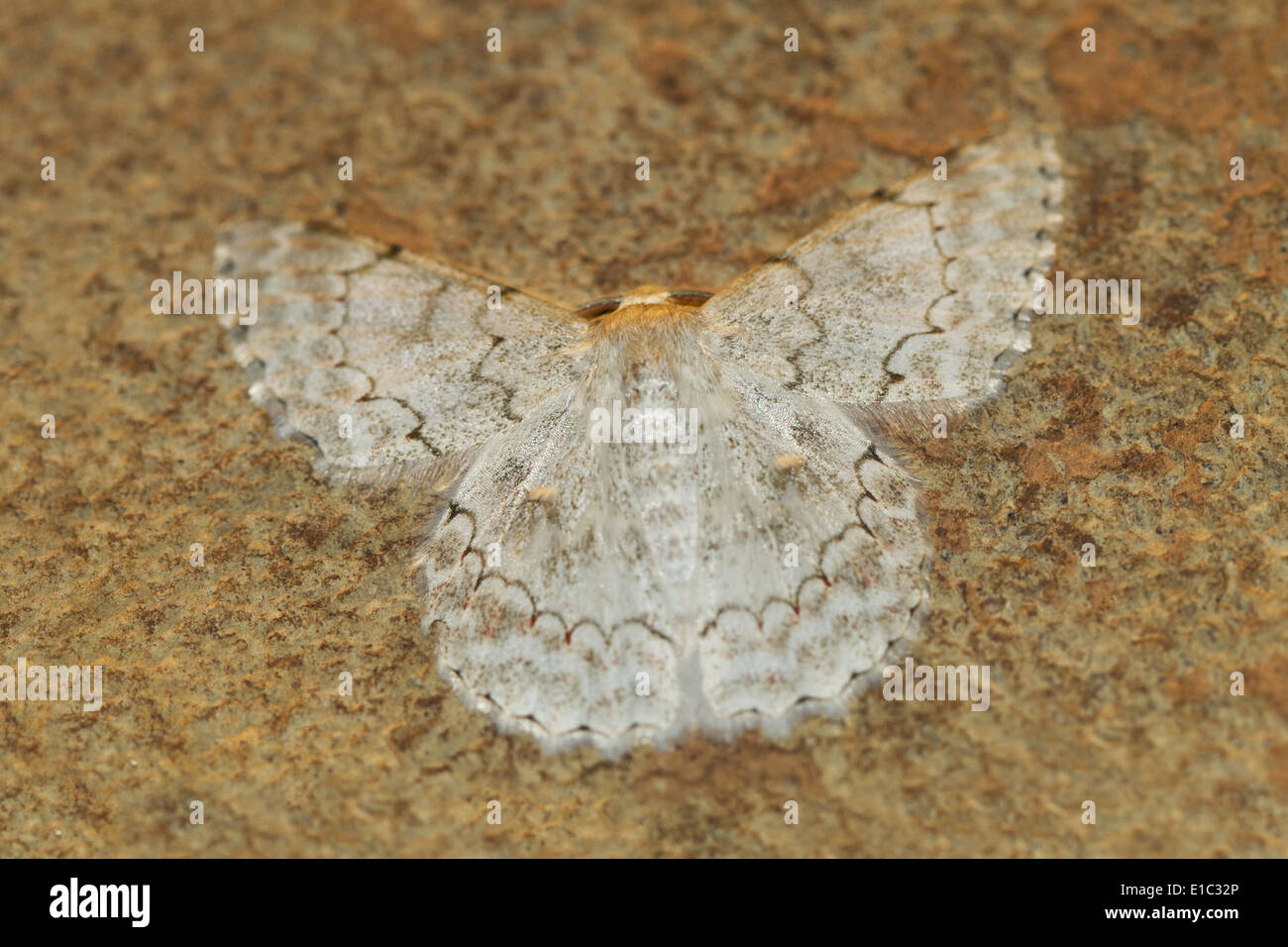 An unidentifed moth species, Chorla Ghats, Goa, India Stock Photo - Alamy