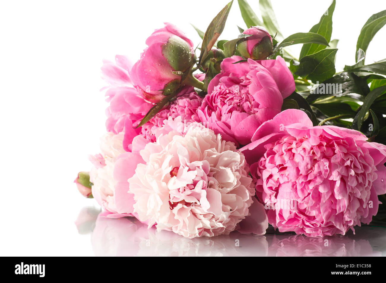 beautiful pink peonies on a white background Stock Photo - Alamy