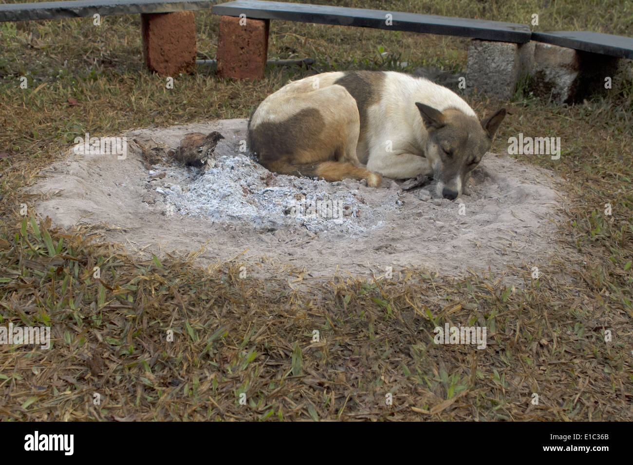 Dog sleeping, Kaadumane, Dandeli Anshi Tiger Reserve, Karnataka, India ...