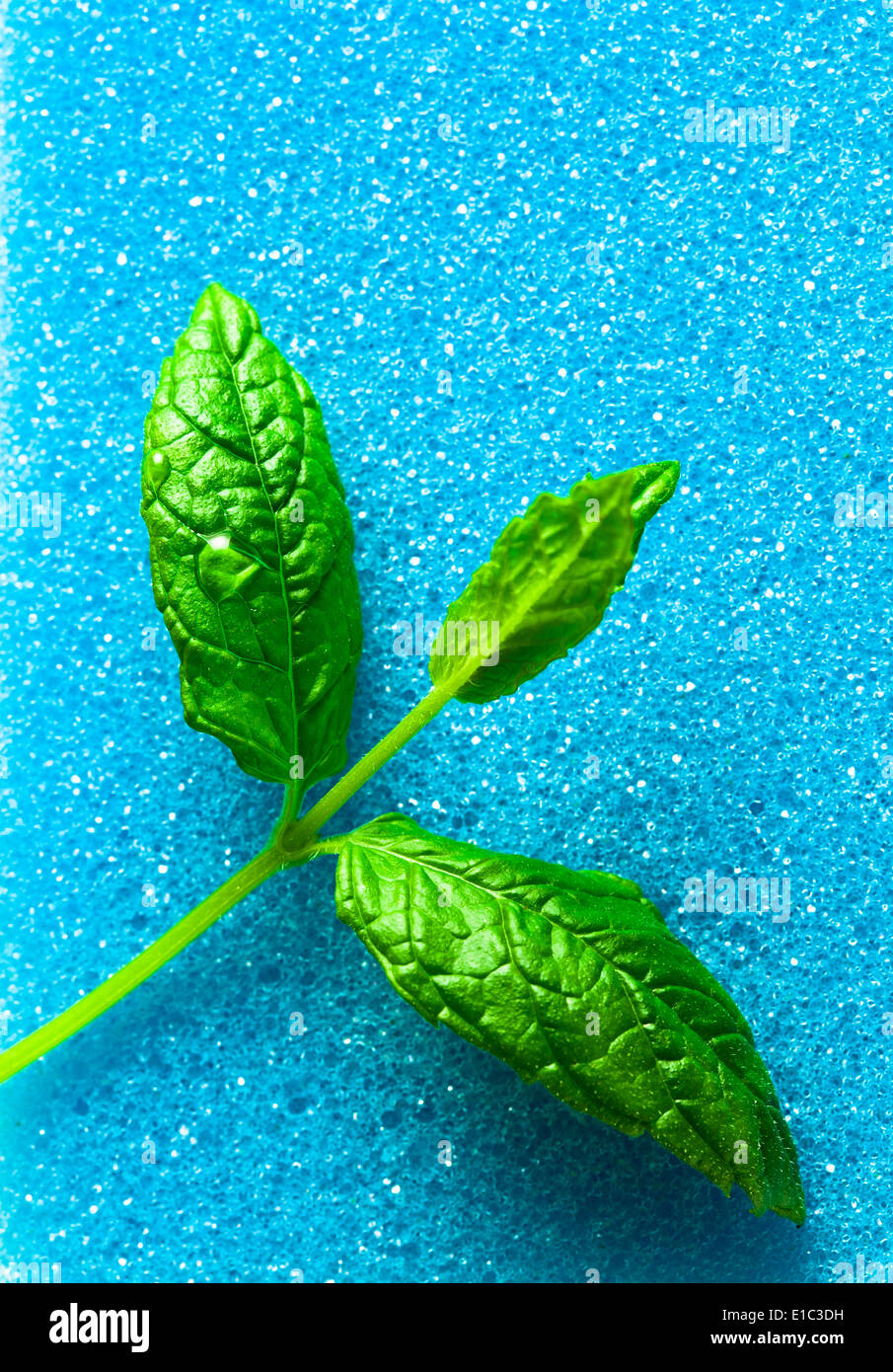 blue sponge and leaves of fresh peppermint Stock Photo - Alamy