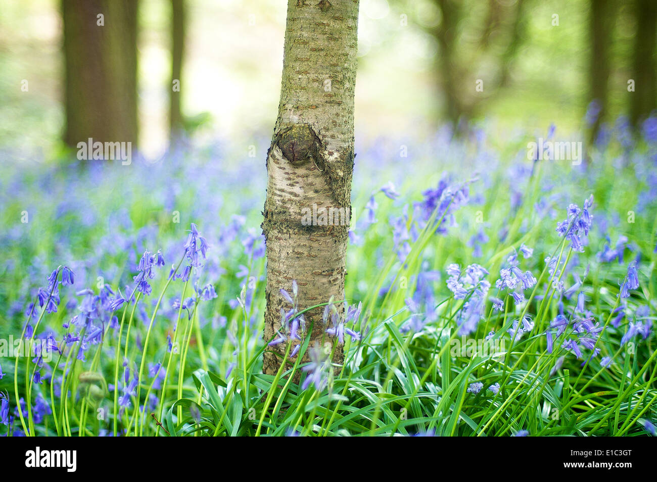 Blue bell woods in early spring Stock Photo - Alamy