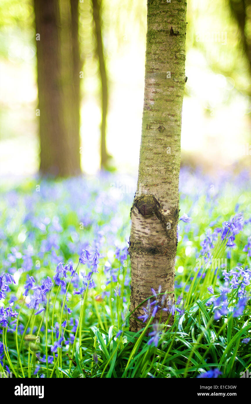 Blue bell woods hi-res stock photography and images - Alamy