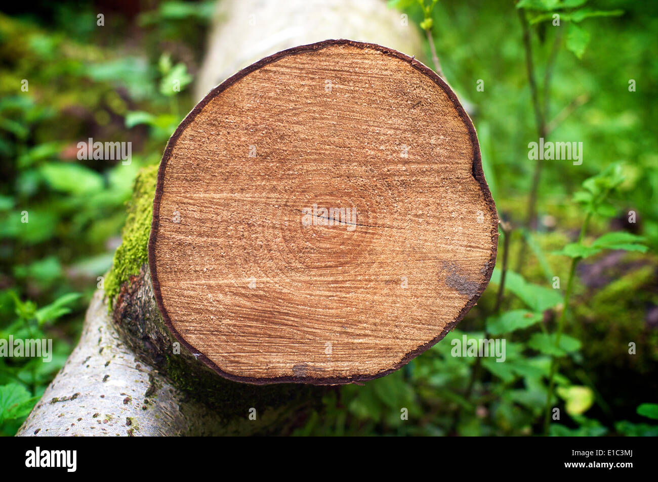 Felled tree in woodland hi-res stock photography and images - Alamy