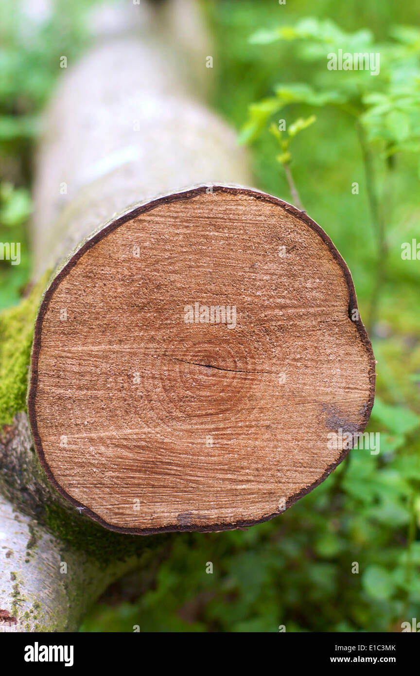 Felled tree in woods Stock Photo - Alamy