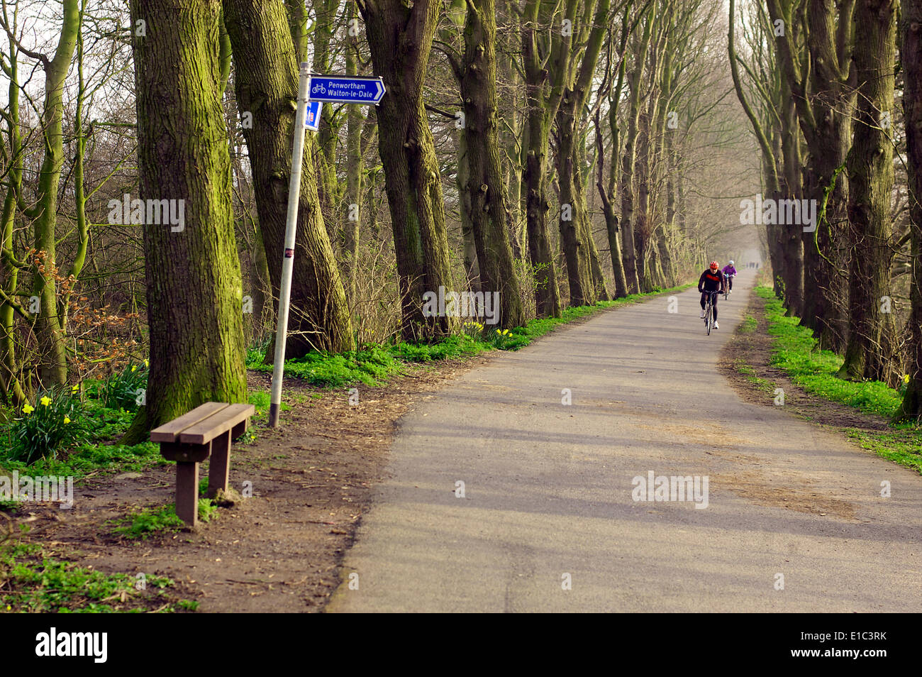 Tree lined cycle path in early spring Stock Photo - Alamy