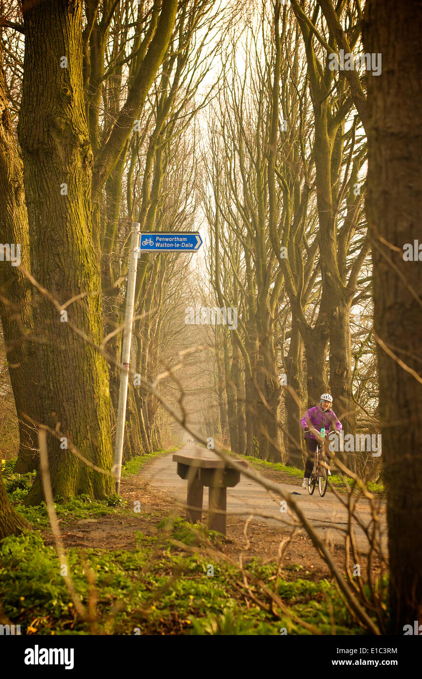 Tree lined cycle path in winter Stock Photo - Alamy
