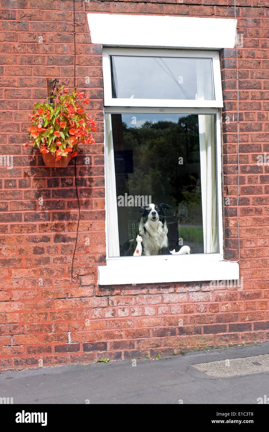 Dog window house hi-res stock photography and images - Alamy