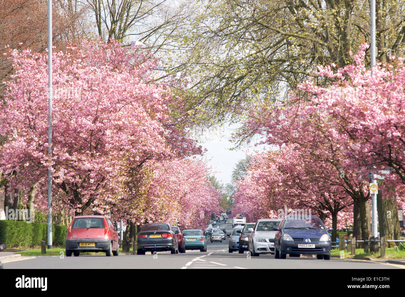 Cars and cherry trees hi-res stock photography and images - Alamy