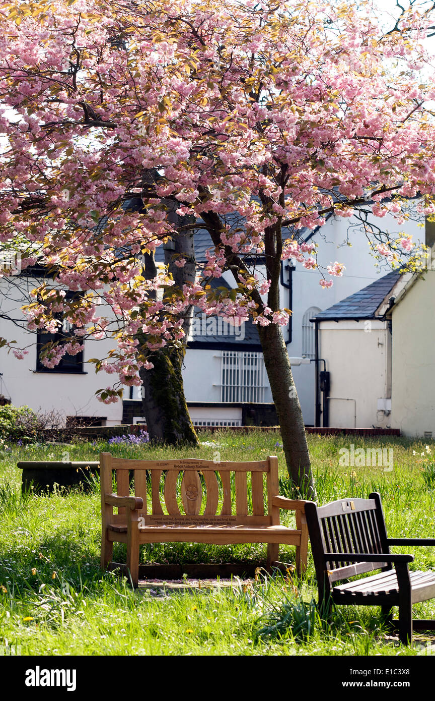 Bench with cherry blossoms hi-res stock photography and images - Alamy