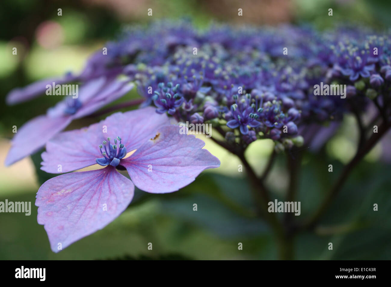 Blue Hydrangea Flower Stock Photo - Alamy
