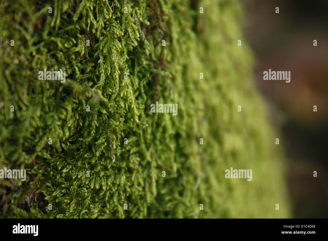 Living brown and green moss hi-res stock photography and images - Alamy