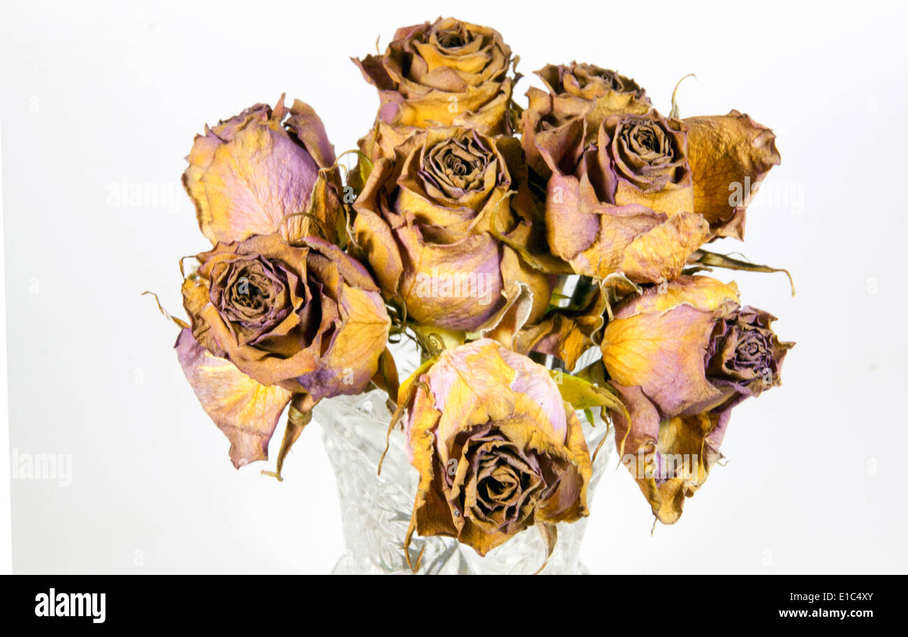 Dead dying red roses hi-res stock photography and images - Alamy
