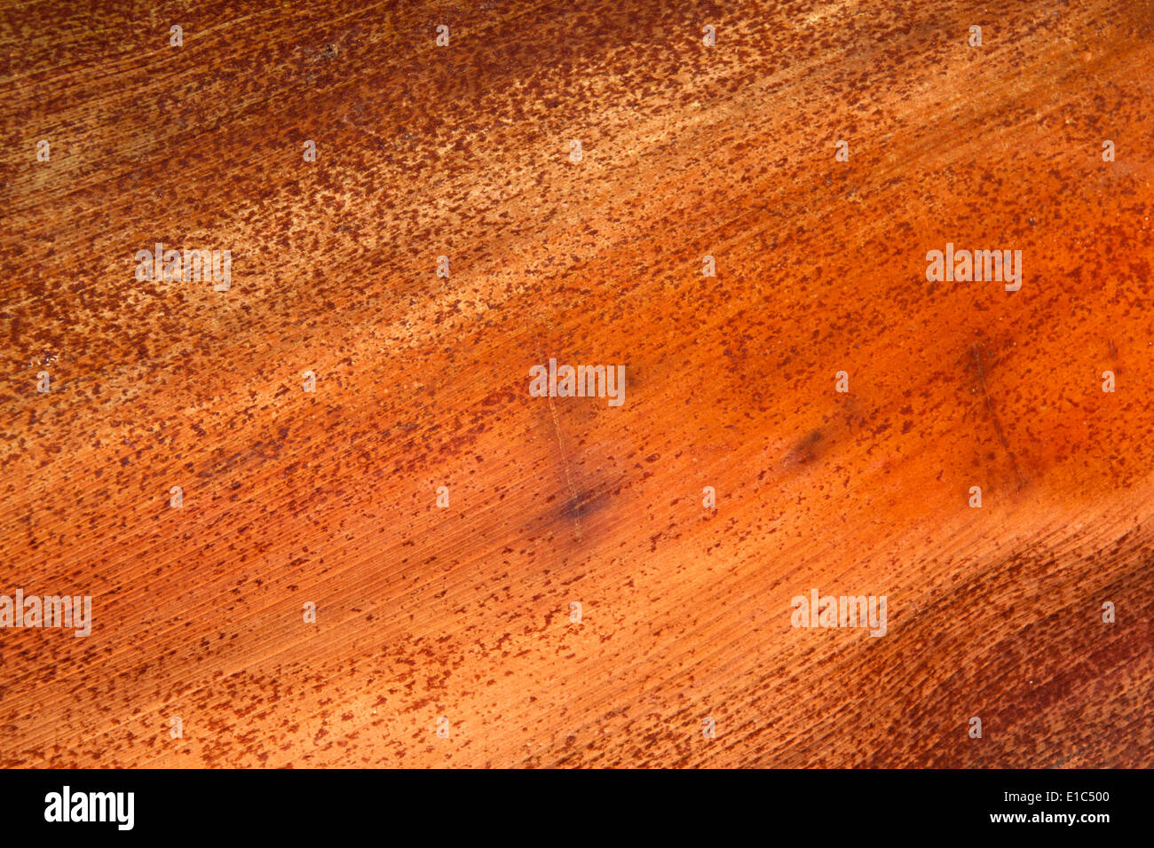 base of fallen palm frond reflecting patterns and textures Stock Photo ...