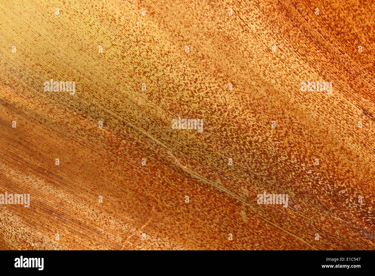 base of fallen palm frond showing linear patterns Stock Photo - Alamy