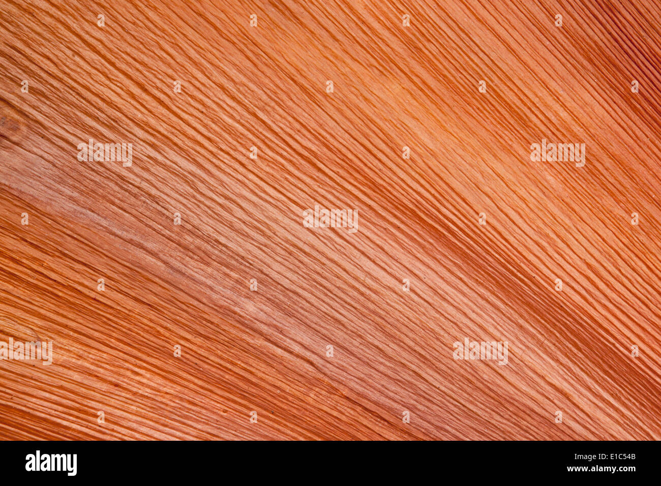 brown striated patterns on base of fallen palm leaf Stock Photo - Alamy