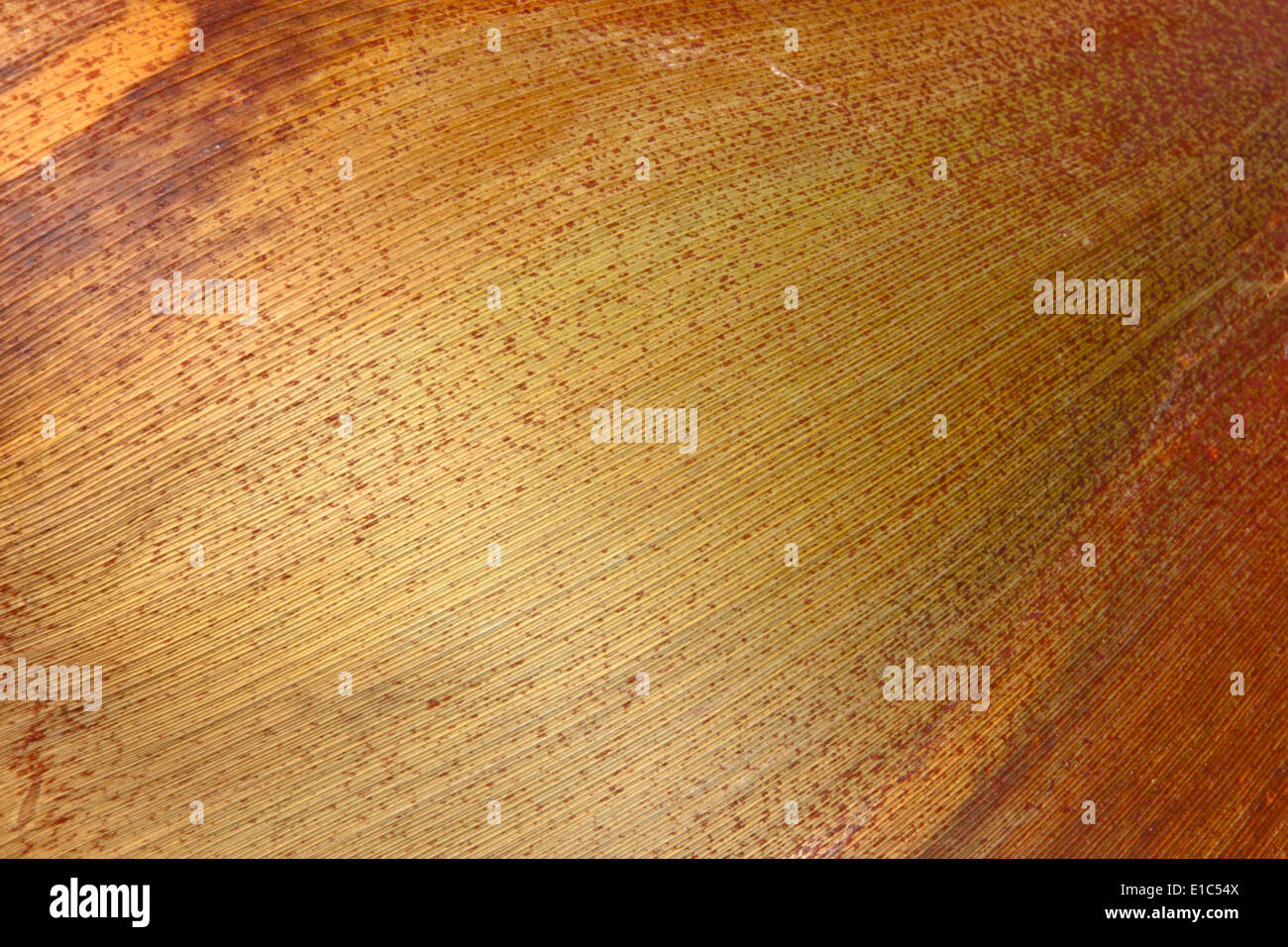 base of fallen palm frond reflecting color gradients Stock Photo - Alamy
