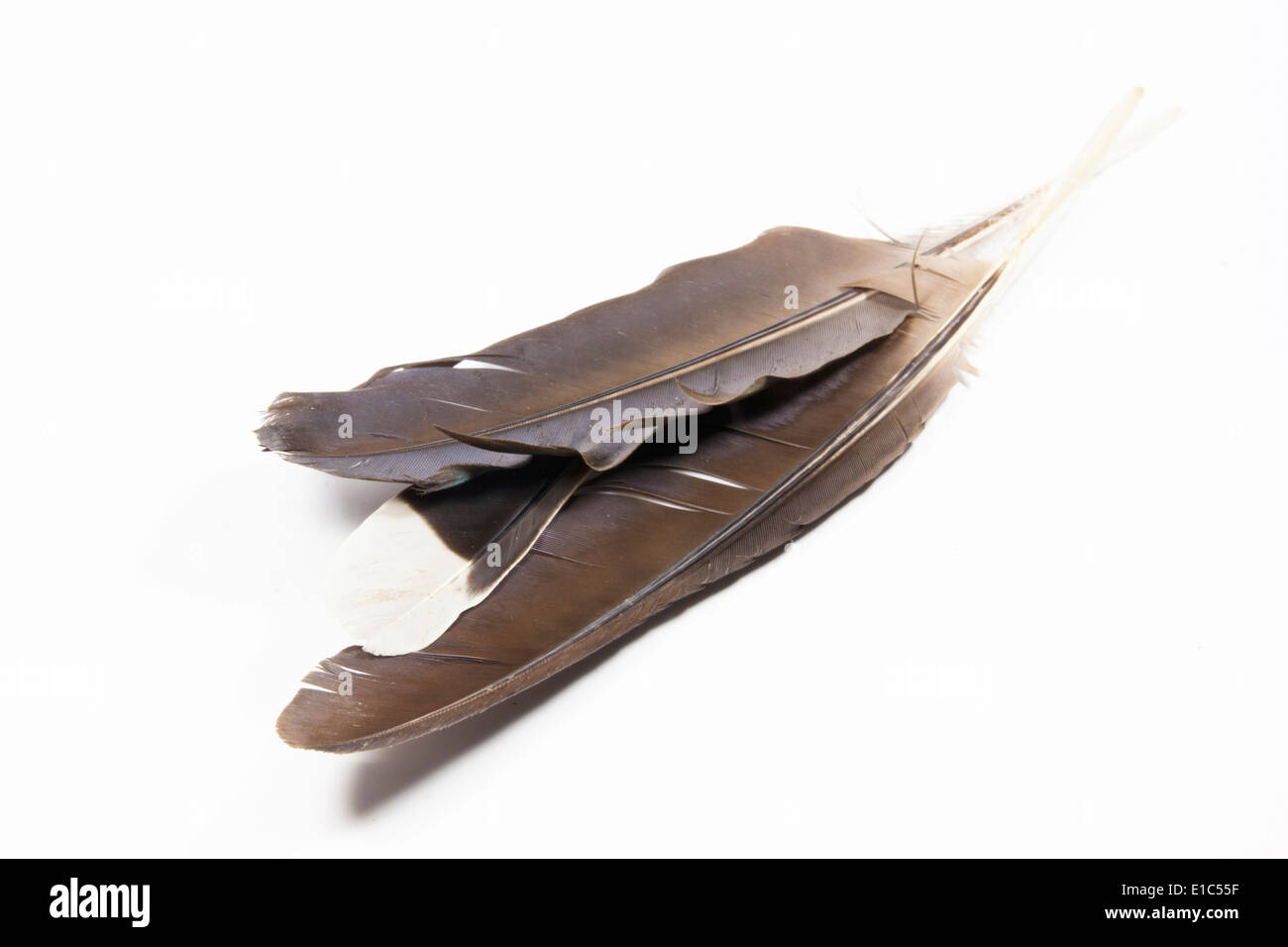 three isolated Hadeda ibis feathers on white Stock Photo - Alamy