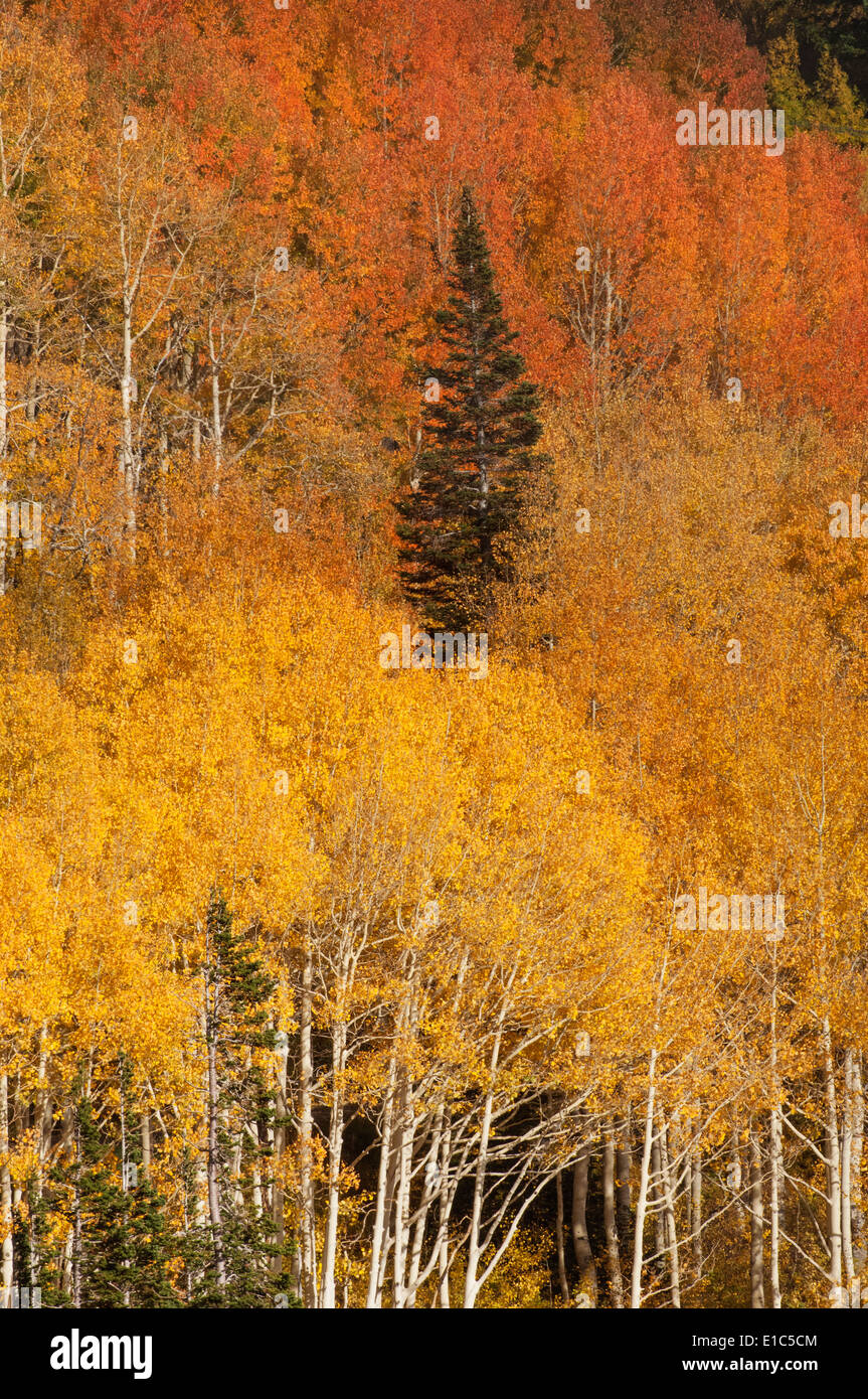 Maple and aspen trees in full autumn foliage in woodland Stock Photo ...