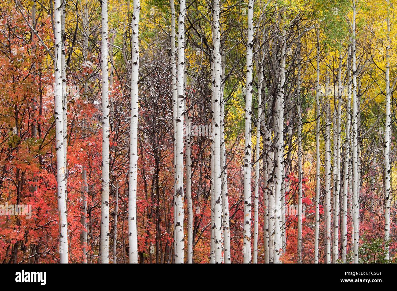 Fall aspen trees in hi-res stock photography and images - Alamy