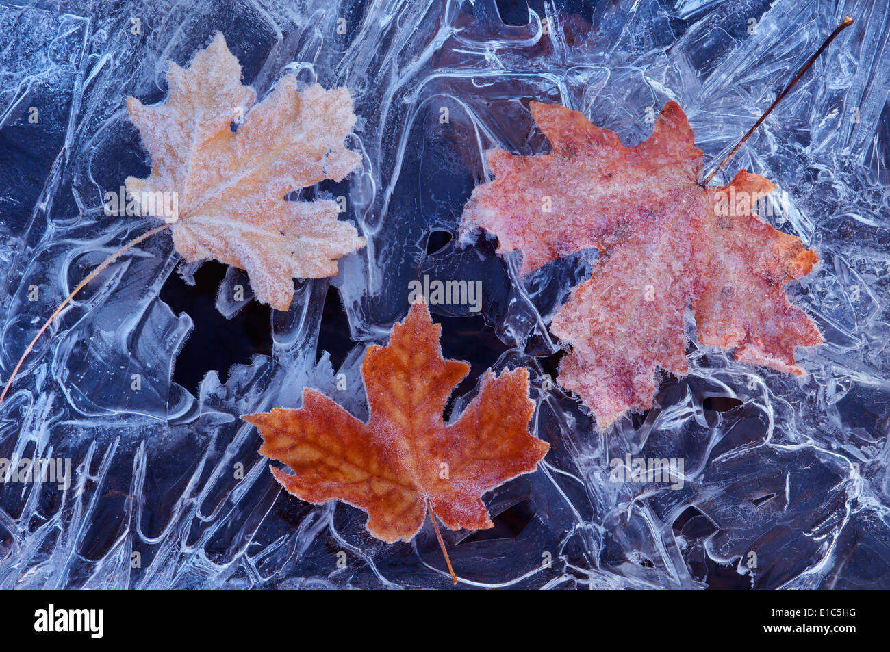 Autumn colours on maple hi-res stock photography and images - Alamy