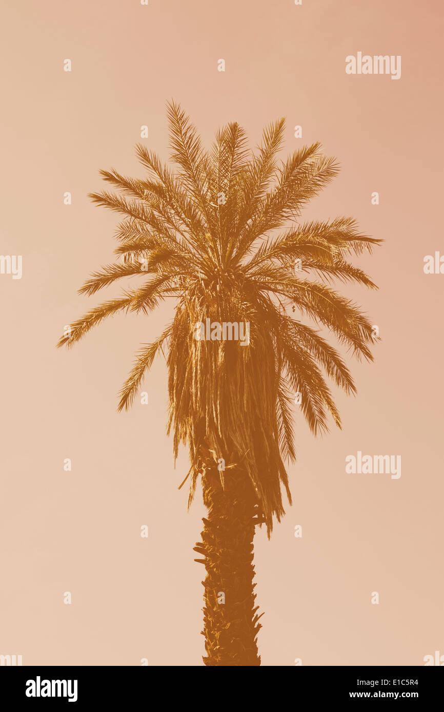 Date palm tree hi-res stock photography and images - Alamy