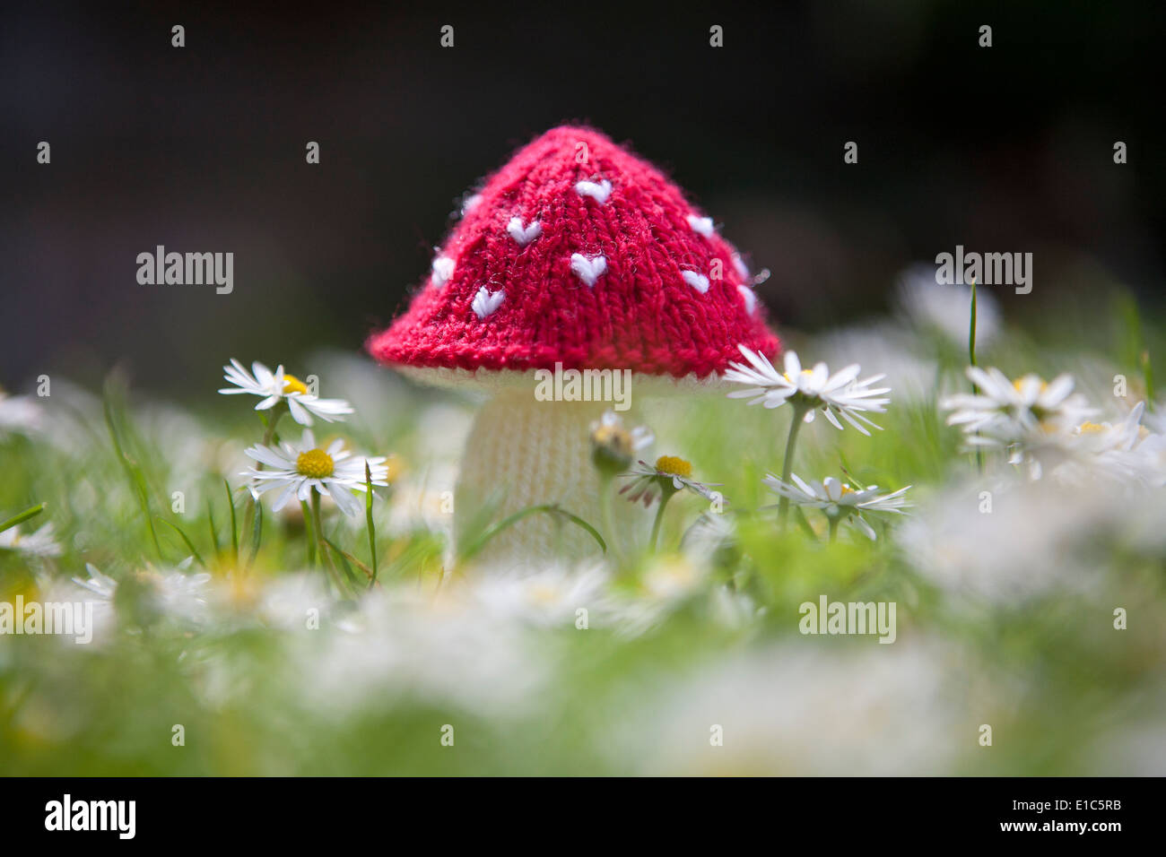 Tiny knitted red Fly Agaric toadstool amongst daisies on lawn Stock ...