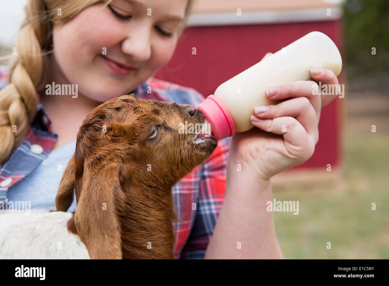Baby Goat Milk High Resolution Stock Photography and Images - Alamy