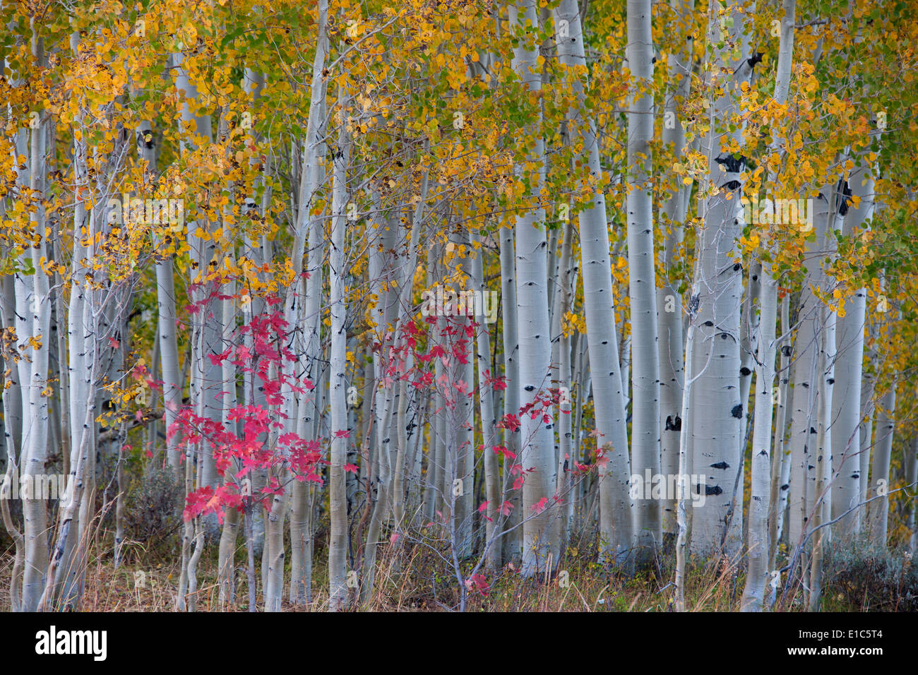 Maple and aspen trees in the national forest of the Wasatch mountains ...