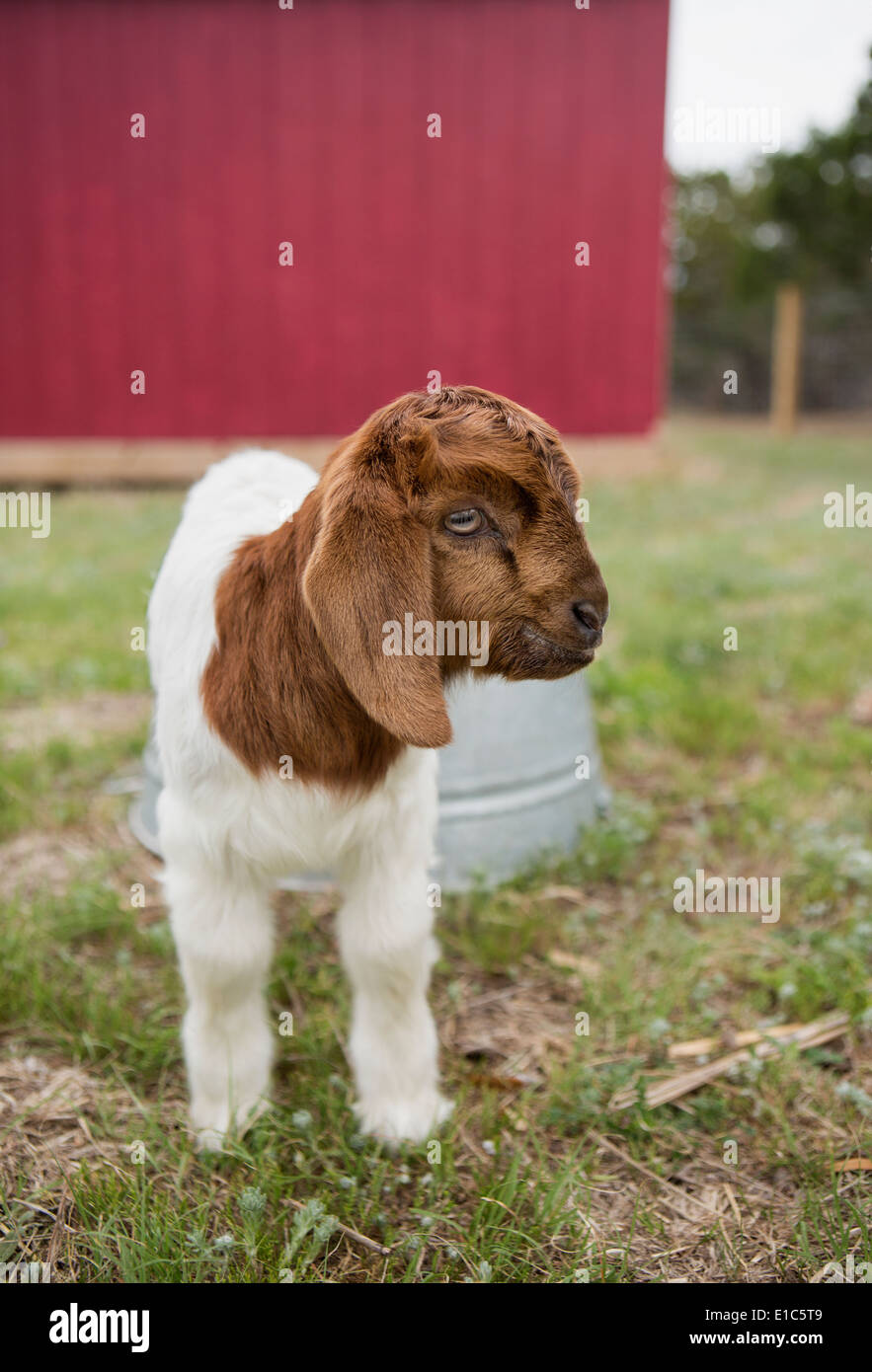 A baby goat outside a barn Stock Photo - Alamy