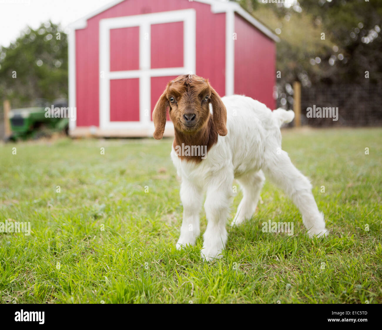 Baby goat hi-res stock photography and images - Alamy