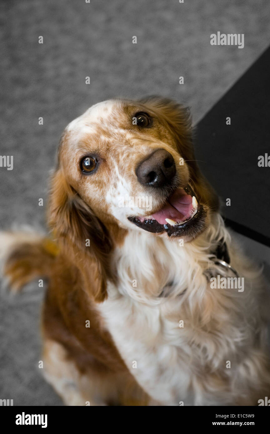 Welsh springer spaniel hi-res stock photography and images - Alamy