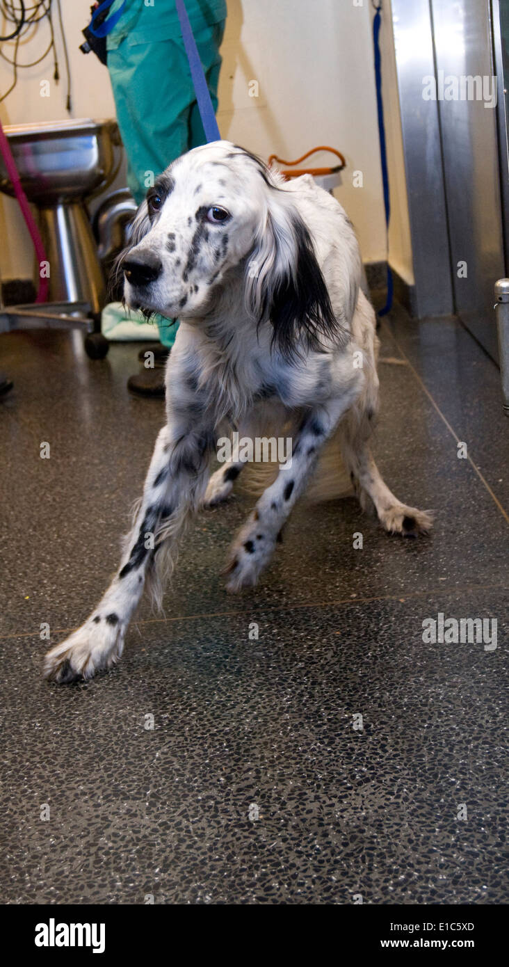 English vet hi-res stock photography and images - Alamy