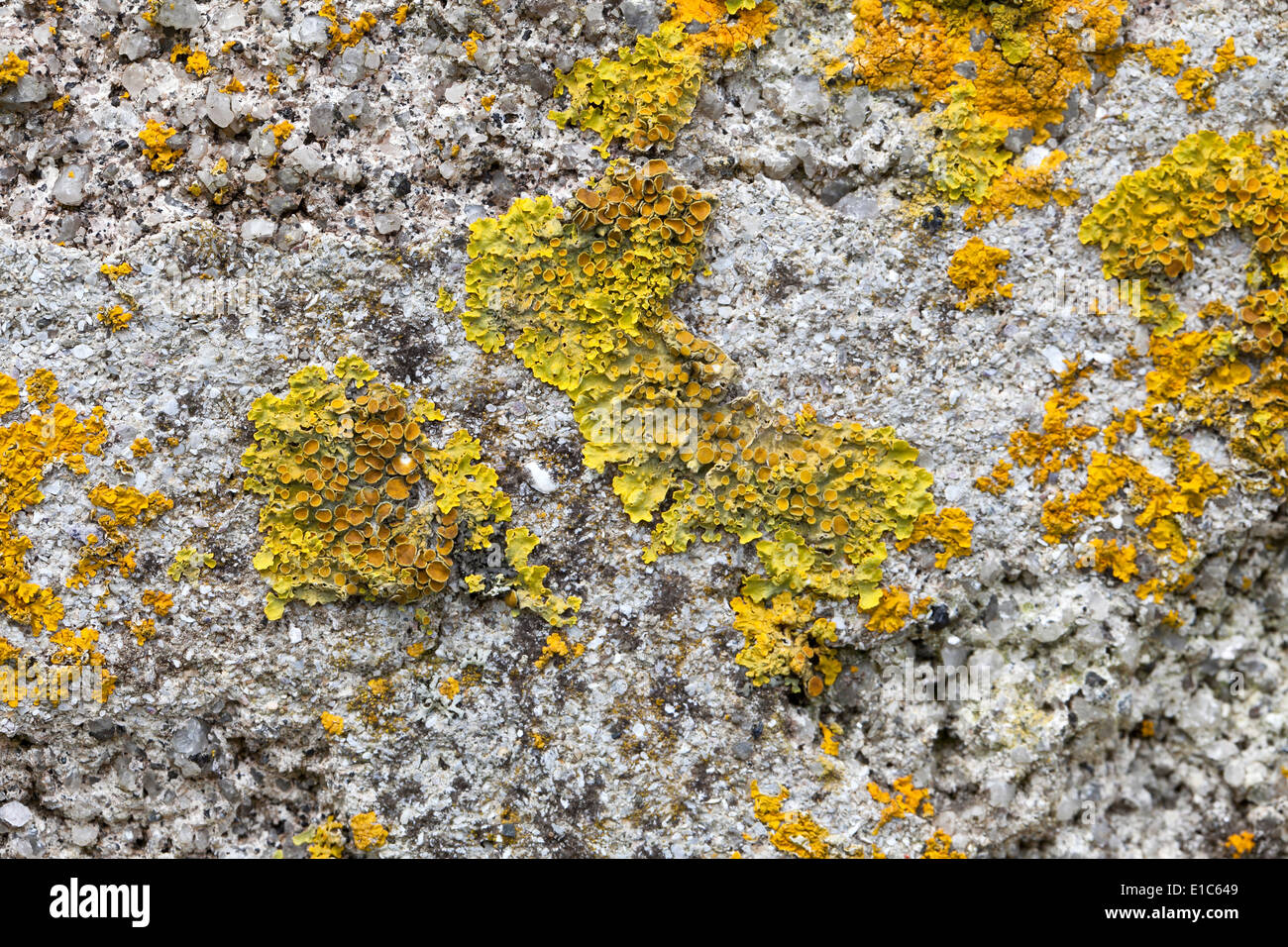 Patch of lichen background hi-res stock photography and images - Alamy