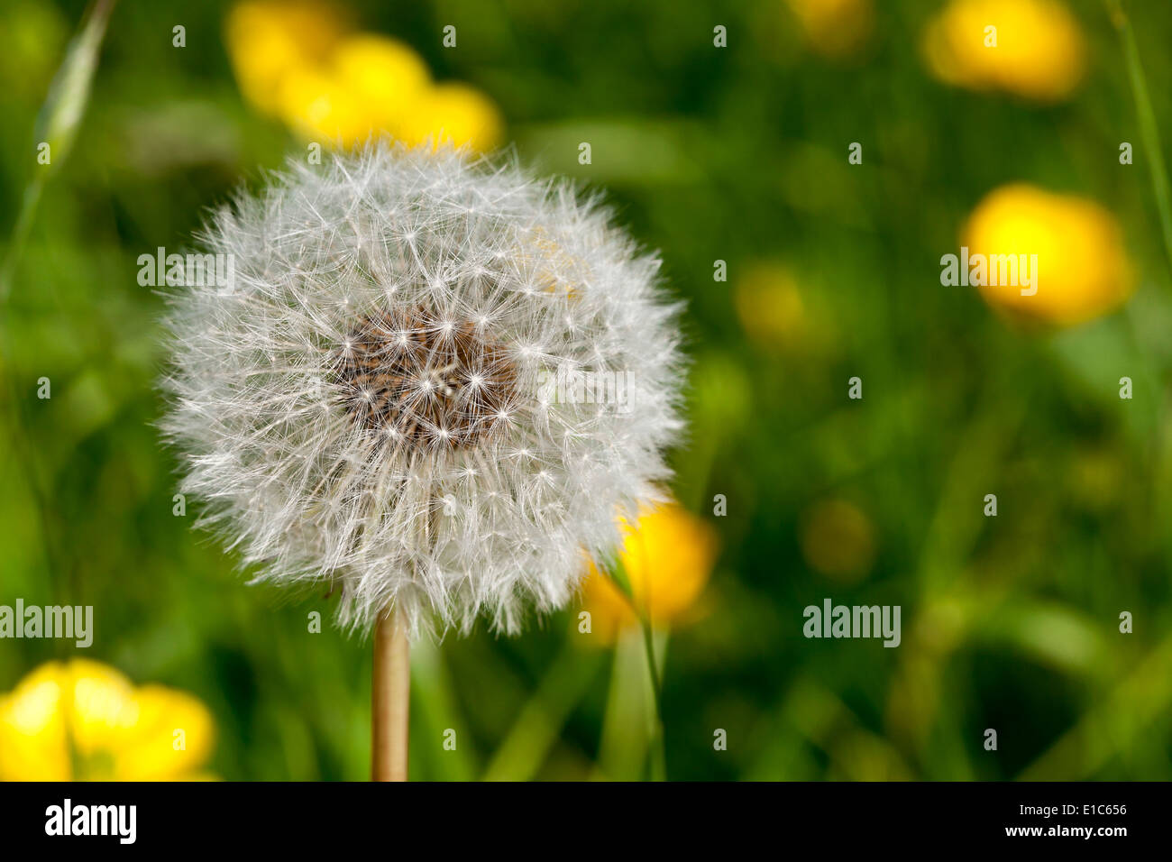 Blowing dandelion florets hi-res stock photography and images - Alamy