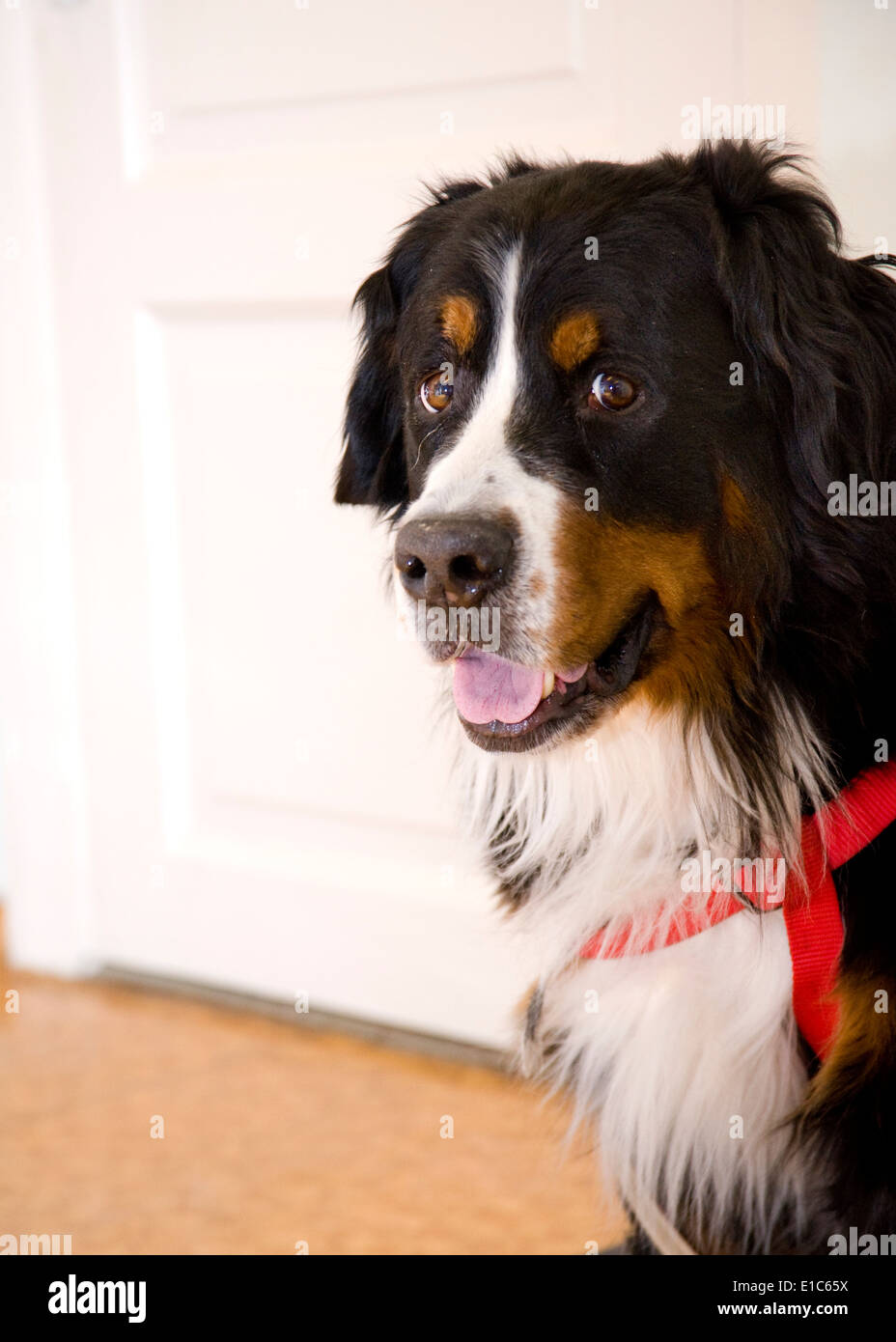 Berner Sennen dog Stock Photo - Alamy