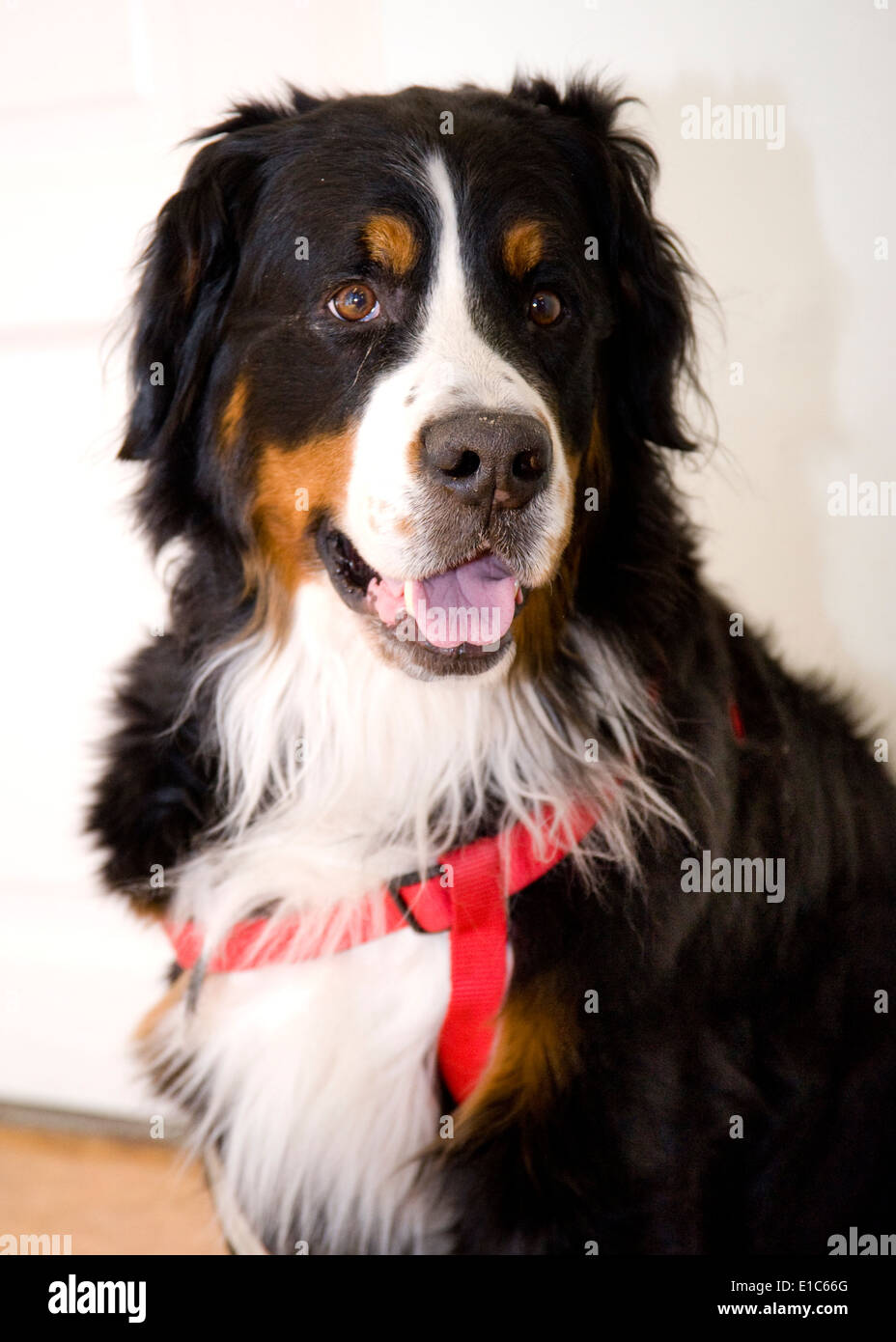 Berner hi-res stock photography and images - Alamy