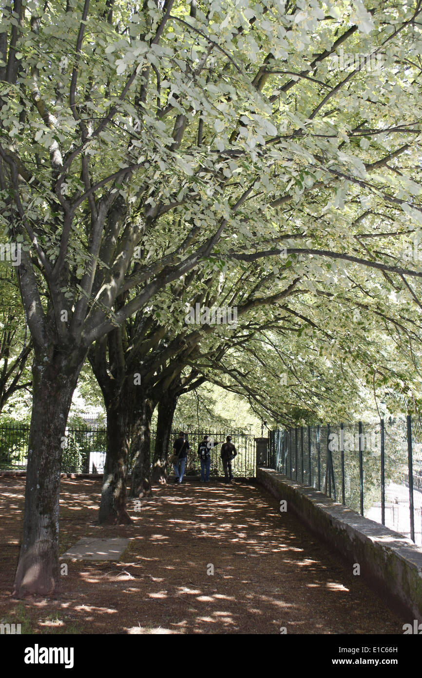 Lime tree buds hi-res stock photography and images - Alamy
