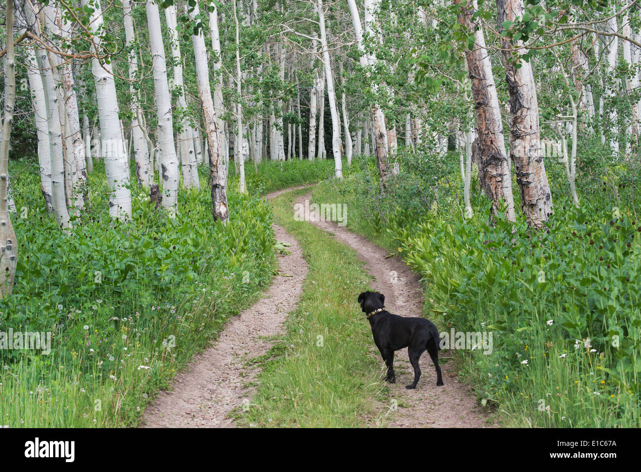 A black labrador dog standing on a deserted path through aspen woods ...