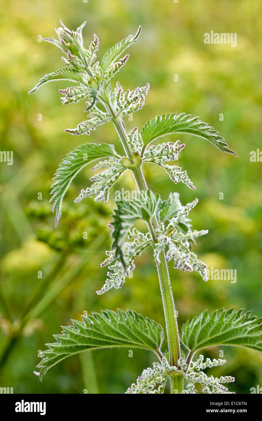 Nettle hi-res stock photography and images - Alamy
