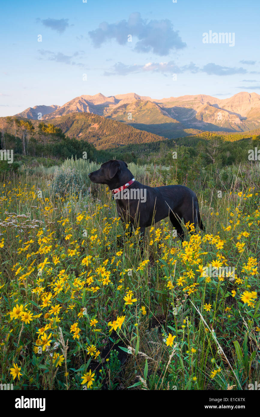 A black labrador dog in a wildflower meadow, at sunset Stock Photo - Alamy