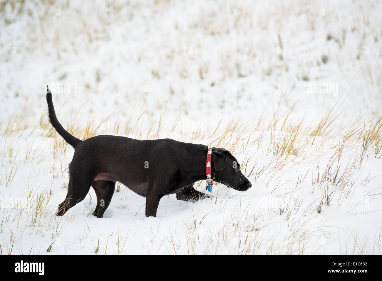 A black labrador dog in snow Stock Photo - Alamy
