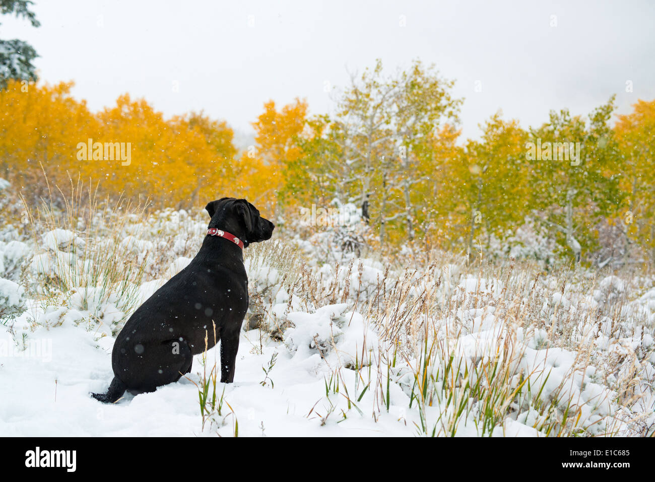 Black labrador in snow hi-res stock photography and images - Alamy