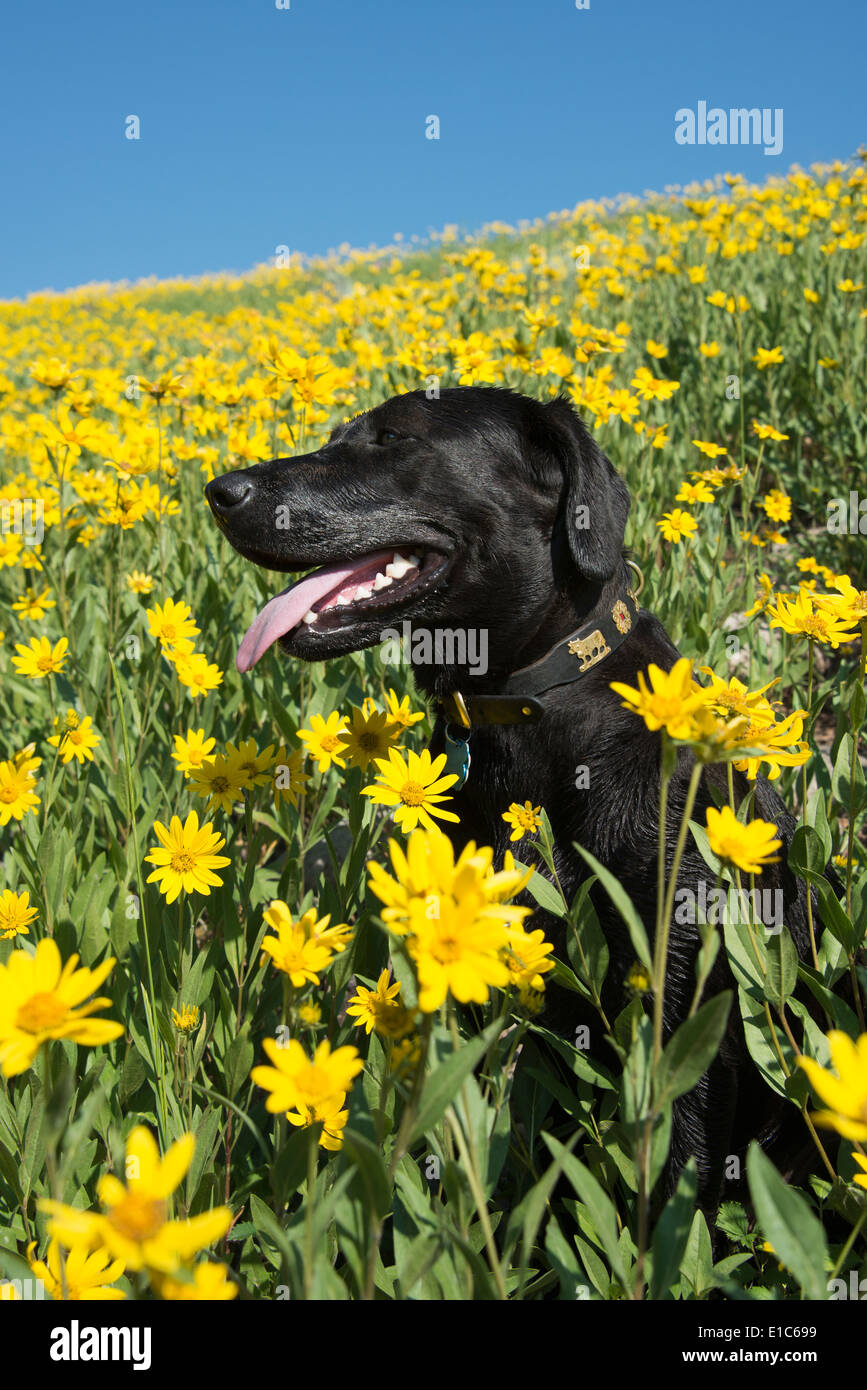 Yellow and black labrador retriever hi-res stock photography and images ...
