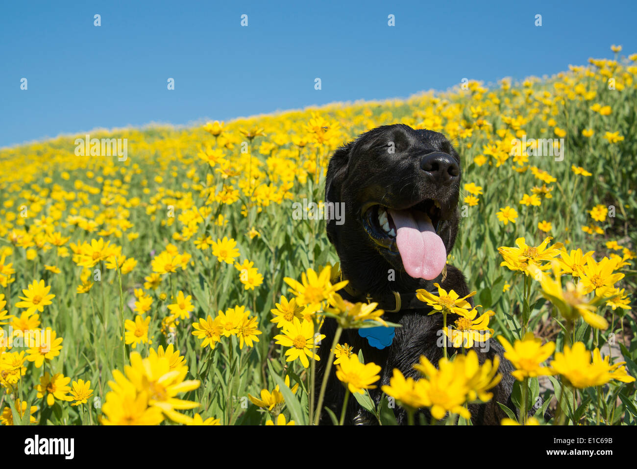 Bright yellow wildflowers hi-res stock photography and images - Alamy