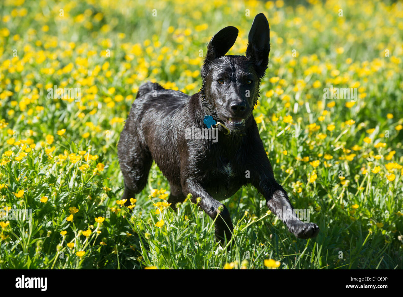 A black labrador dog running through wildflowers, with her ears ...