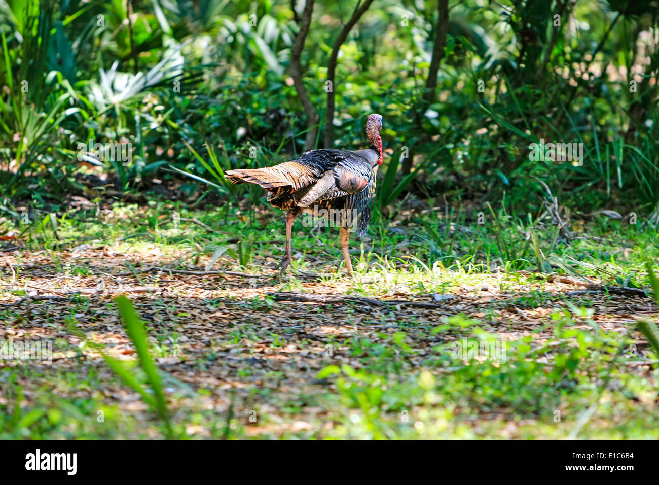 American turkey hi-res stock photography and images - Alamy