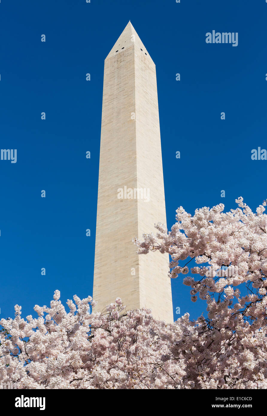 Washington dc monument tree hi-res stock photography and images - Alamy