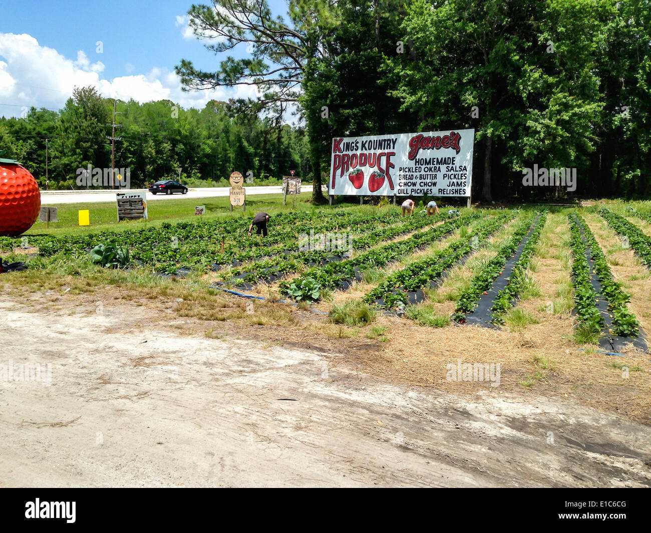 Roadside strawberry patch and store on US301 in Florida Stock Photo - Alamy