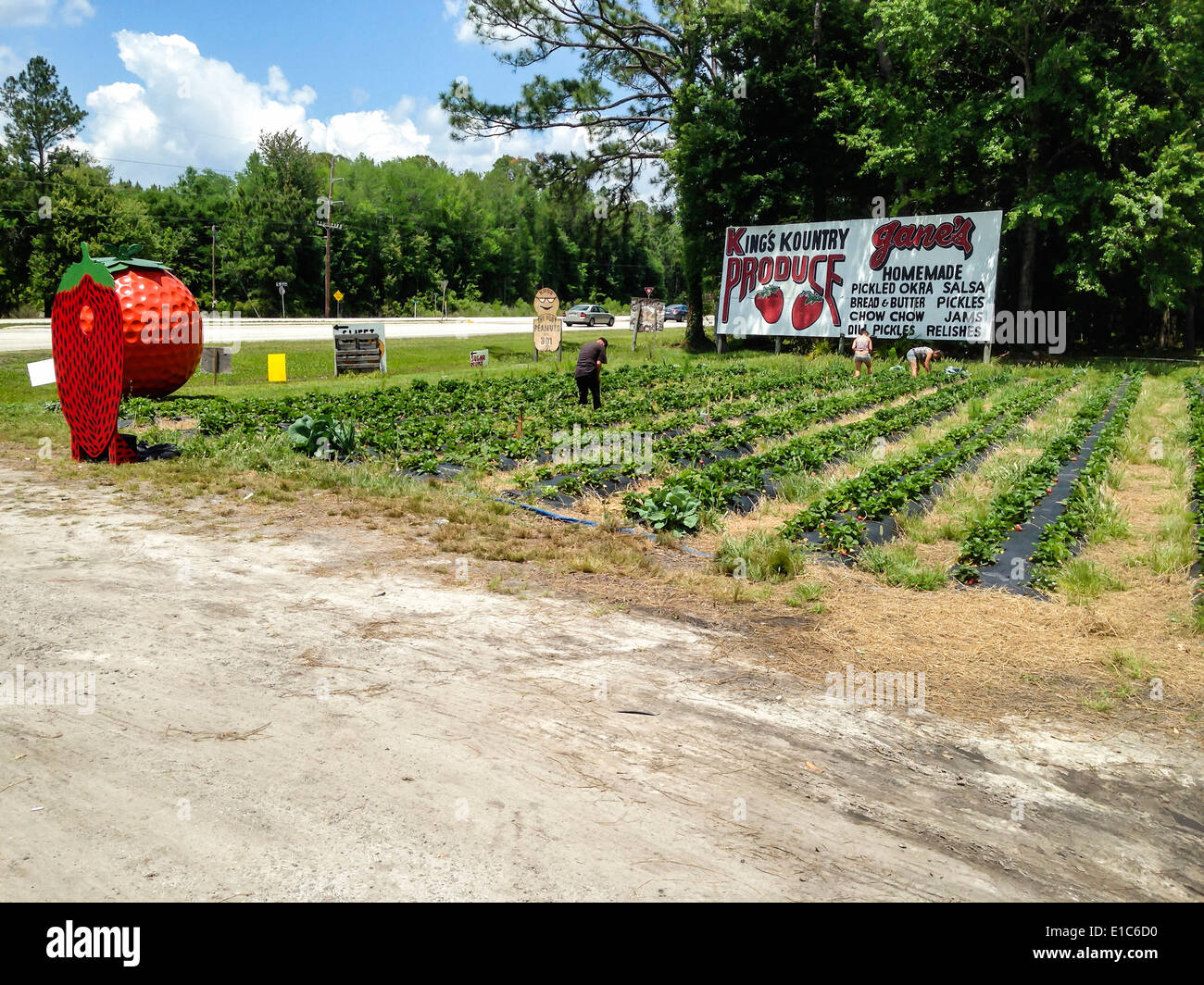 Roadside strawberry patch and store on US301 in Florida Stock Photo - Alamy