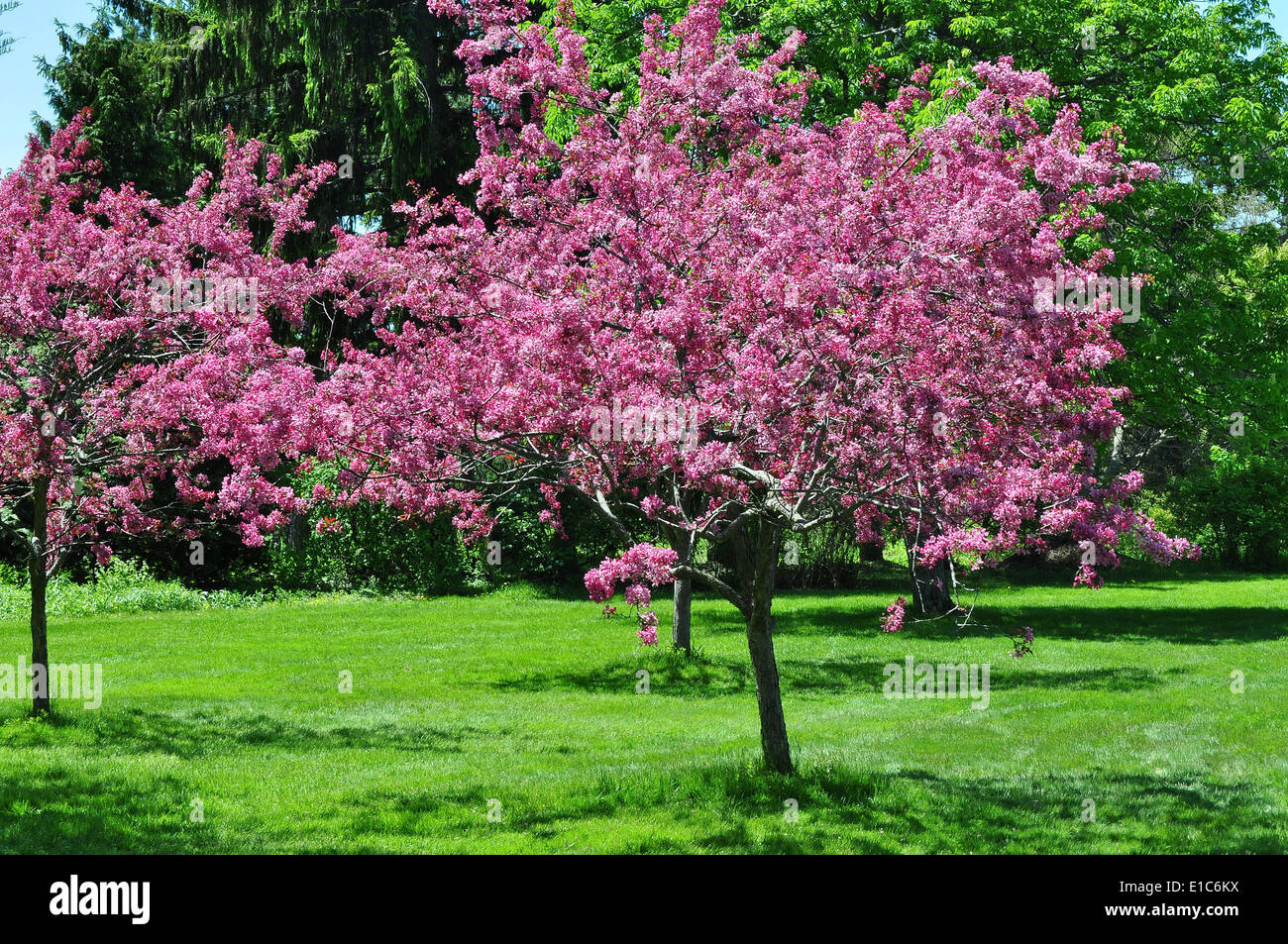 Blossoming Crabapple Tree Stock Photo - Alamy